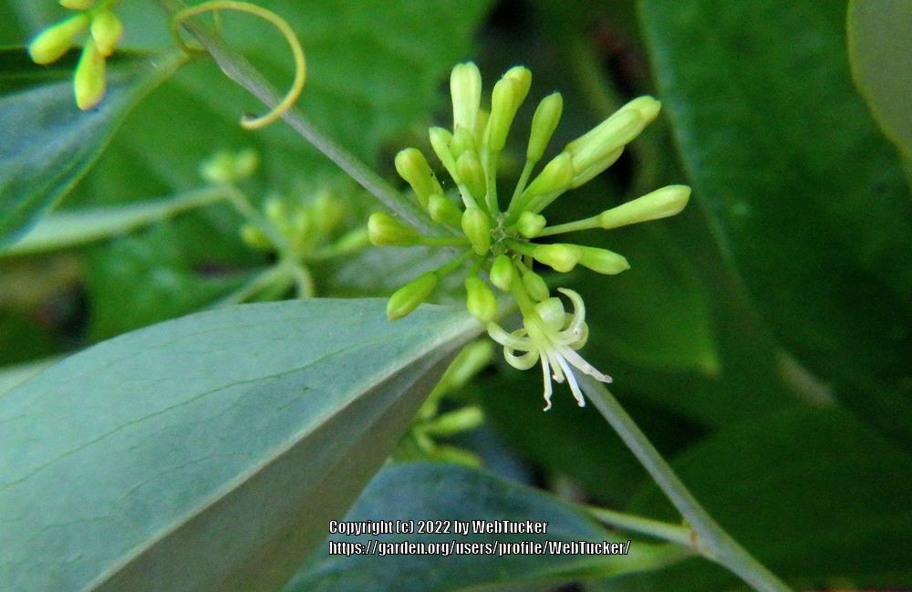 Photo of the closeup of buds, sepals and receptacles of Bamboo Vine ...