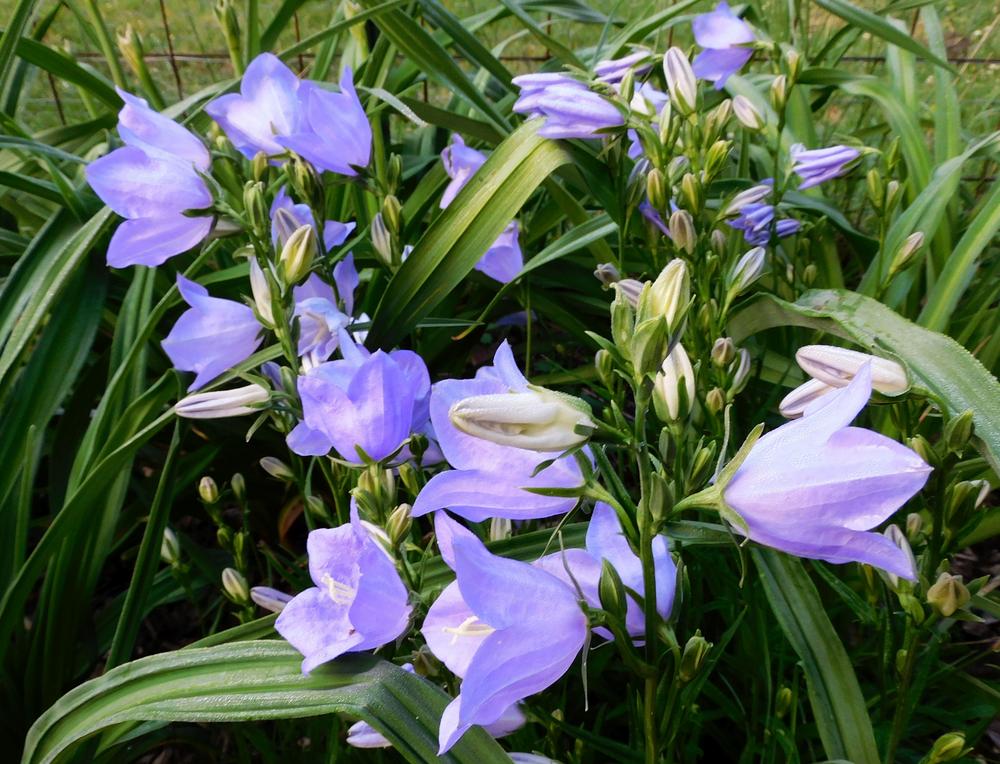 Bellflower (Campanula persicifolia 'Takion Blue') in the Bellflowers ...