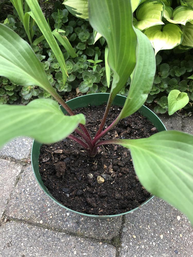 Photo of the entire plant of Hosta 'Bloodline' posted by crawgarden ...
