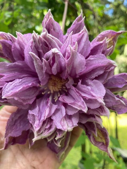 what is this spectacular clematis? in the Clematis forum - Garden.org
