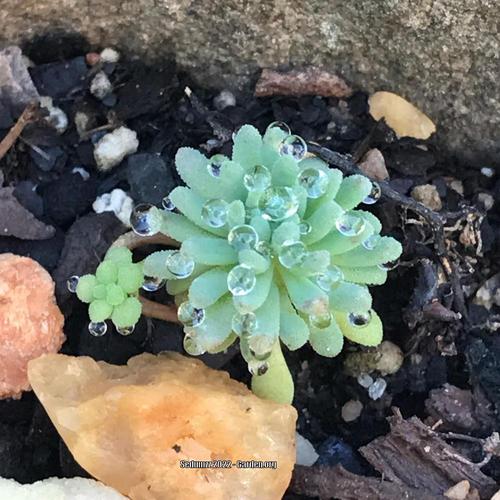Red Stonecrop (Sedum rubens 'Lizard of Madagascar') in the Sedums ...