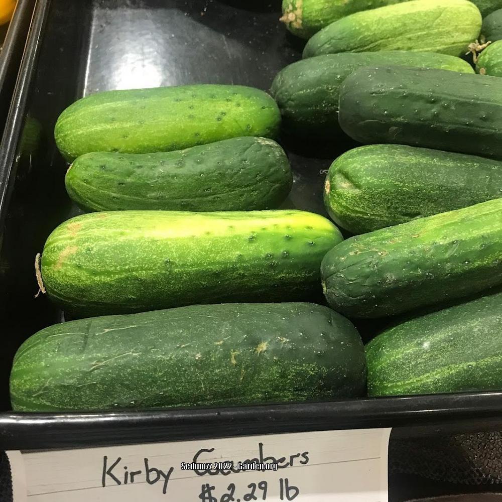 Cucumber (Cucumis sativus 'Kirby') in the Cucumbers Database - Garden.org