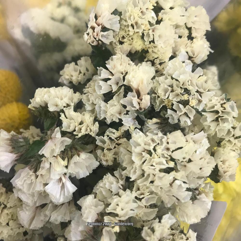 Photo of the bloom of Statice (Limonium sinuatum 'Pacific Mix') posted ...