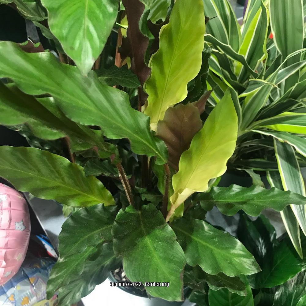 Photo of the entire plant of Velvet Calathea (Goeppertia rufibarba ...