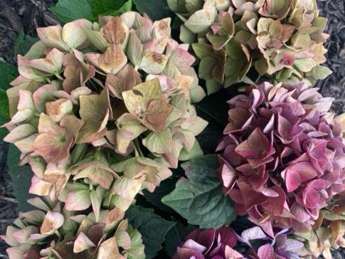 Deep Purple Hydrangea (Schroll 88-09-02)- flowers turning white in the ...