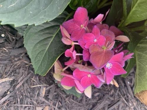 Deep Purple Hydrangea (Schroll 88-09-02)- flowers turning white in the ...