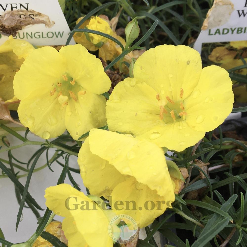 Texas Primrose (Oenothera Ladybird® Sunglow) in the Oenotheras Database ...