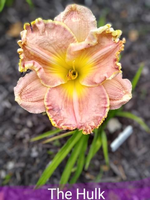 Photo of the bloom of Daylily (Hemerocallis 'The Hulk') posted by ...