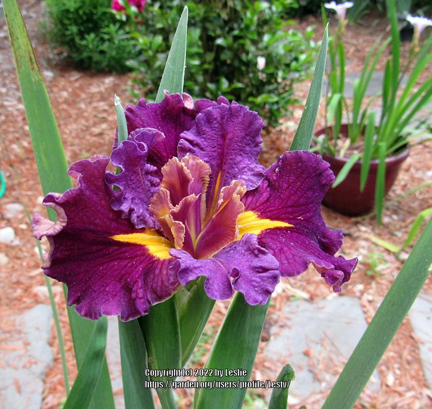 Louisiana Iris (Iris 'Electric Storm') in the Irises Database - Garden.org