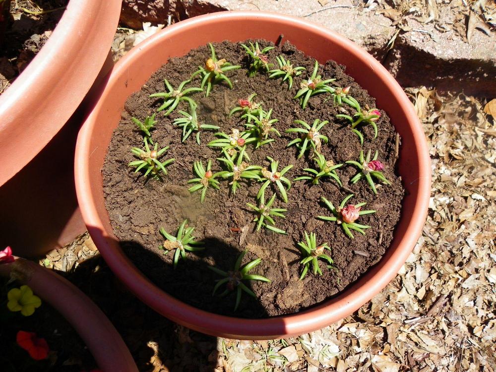 Portulaca in the Containers forum - Garden.org