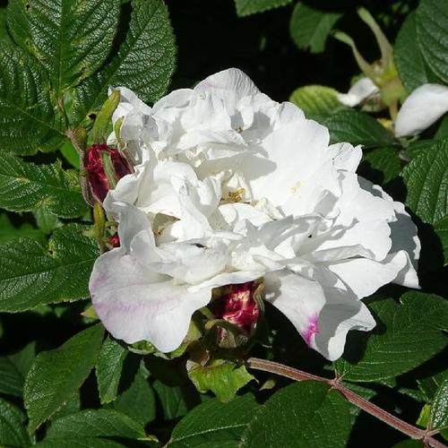 Rose (Rosa 'Marie Bugnet') in the Roses Database - Garden.org