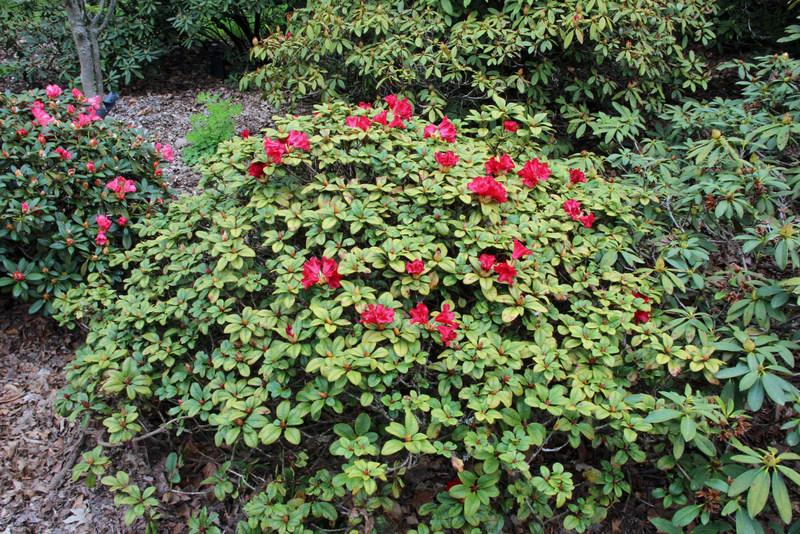 Photo of the entire plant of Dwarf Rhododendron (Rhododendron 'Scarlet ...