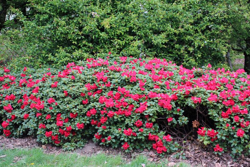 Photo of the entire plant of Dwarf Rhododendron (Rhododendron 'Scarlet ...