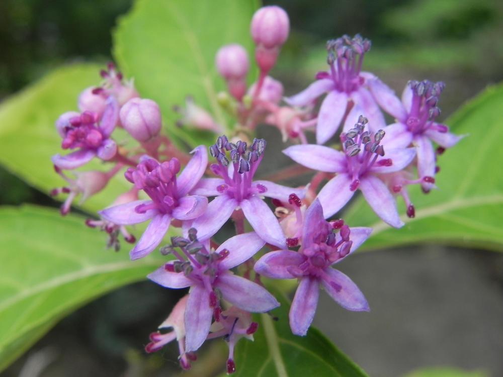 Photo of the bloom of Blue Evergreen Hydrangea (Hydrangea febrifuga ...