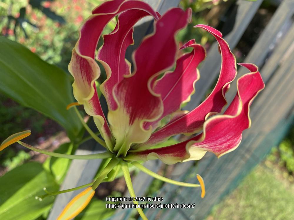 Photo of the bloom of Glory Lily (Gloriosa superba 'Bordeaux') posted ...
