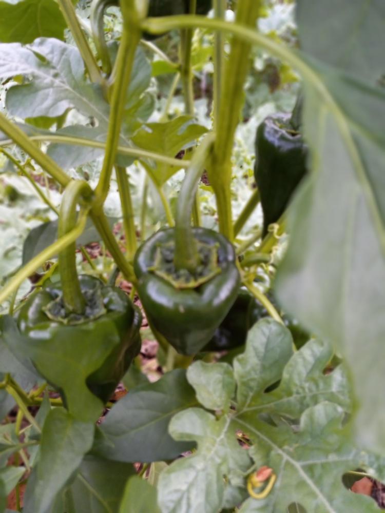 Photo of the entire plant of Hot Pepper (Capsicum annuum 'Trident ...