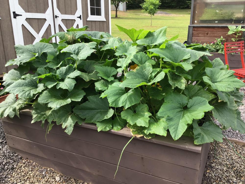 Photo of the entire plant of Summer Squash-Crookneck (Cucurbita pepo ...