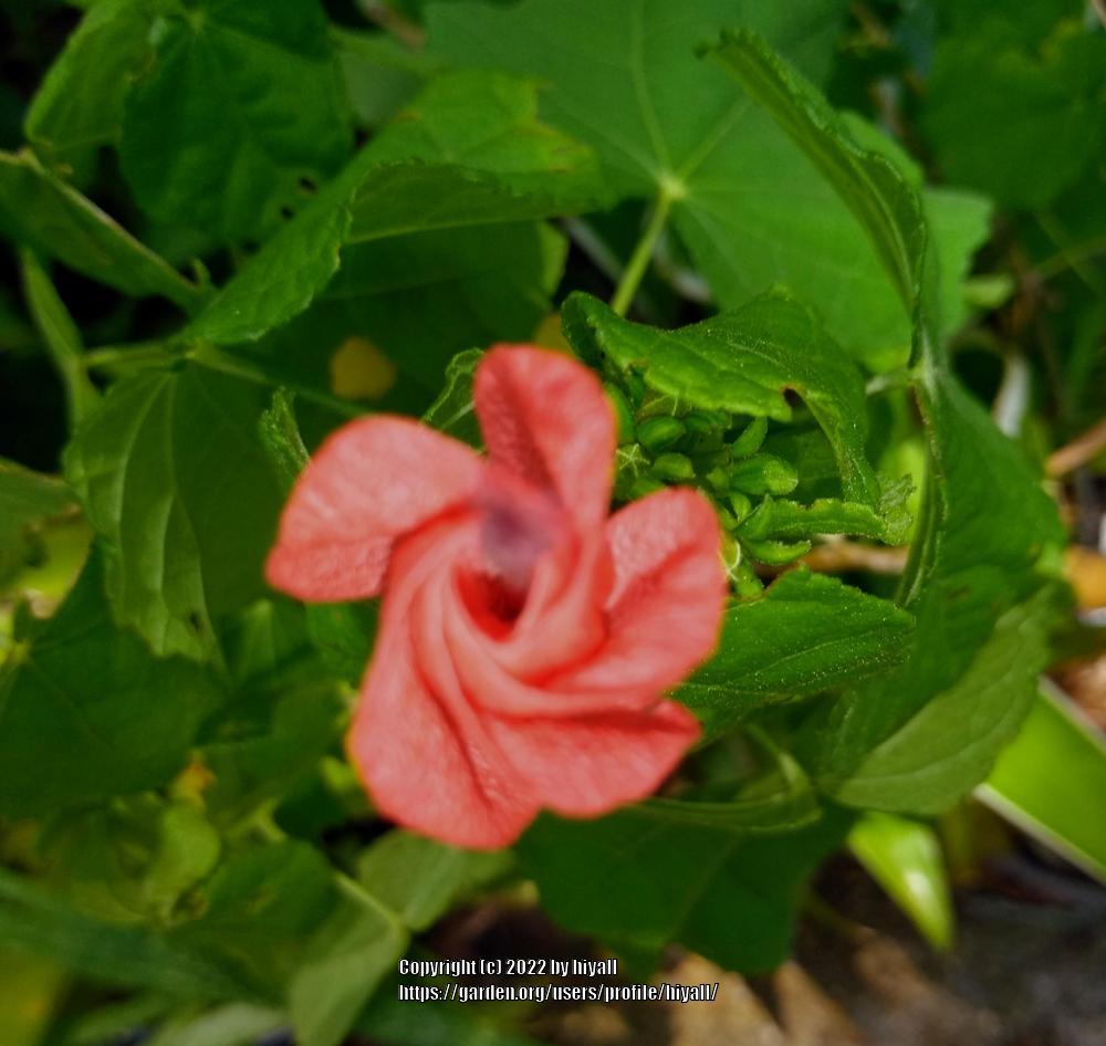 Photo of the bloom of Turk's Cap (Malvaviscus arboreus) posted by hiyall - Garden.org