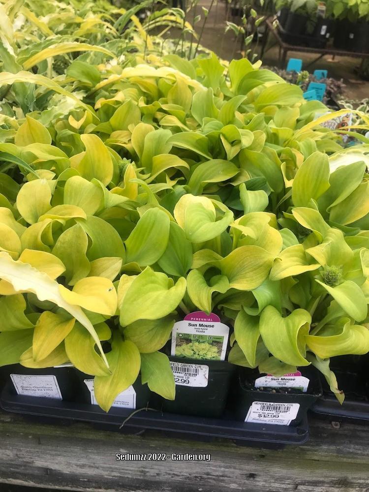 Photo of the entire plant of Hosta 'Sun Mouse' posted by sedumzz ...