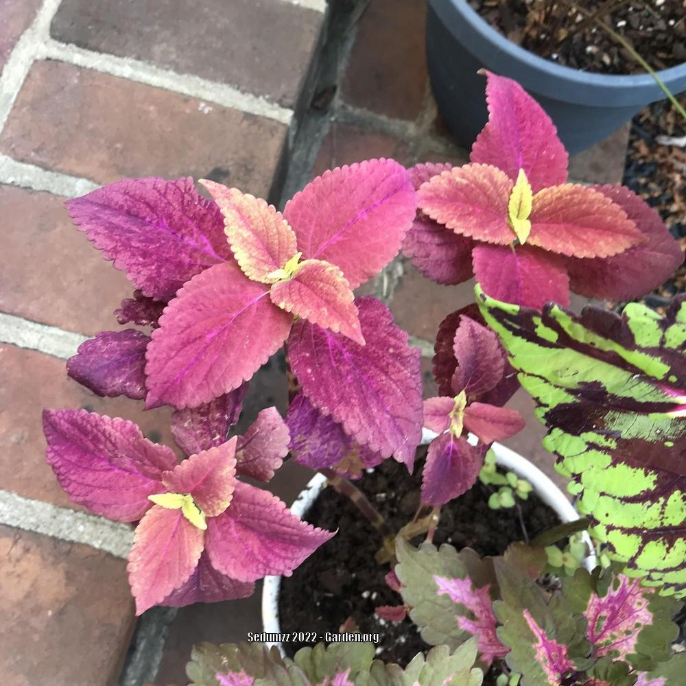 Photo of the entire plant of Coleus (Coleus scutellarioides 'Alabama ...