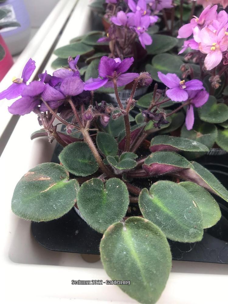 Photo of the entire plant of African Violet (Streptocarpus 'Little ...