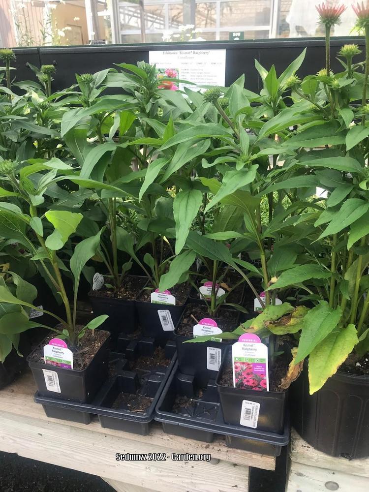 Photo of the entire plant of Coneflower (Echinacea Kismet® Raspberry ...