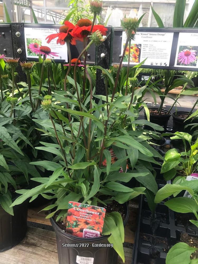 Photo of the entire plant of Coneflower (Echinacea Kismet® Intense ...