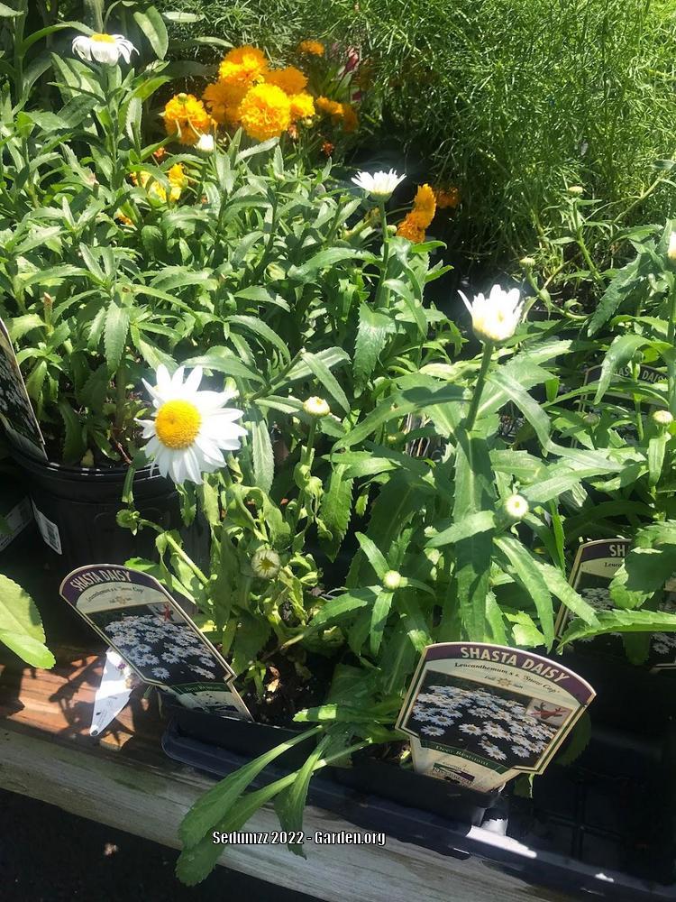 Photo of the entire plant of Shasta Daisy (Leucanthemum x superbum ...