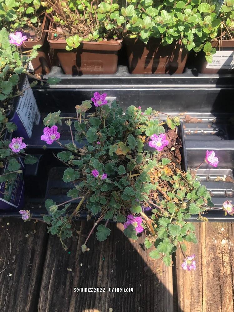 Photo of the entire plant of Alpine Geranium (Erodium reichardii 'Charm ...