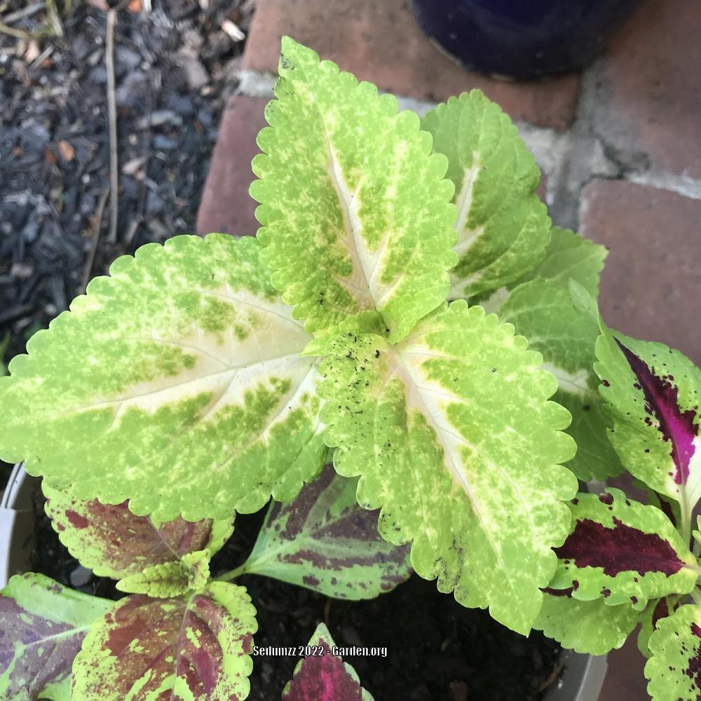 Photo of the entire plant of Coleus (Coleus scutellarioides Wizard ...