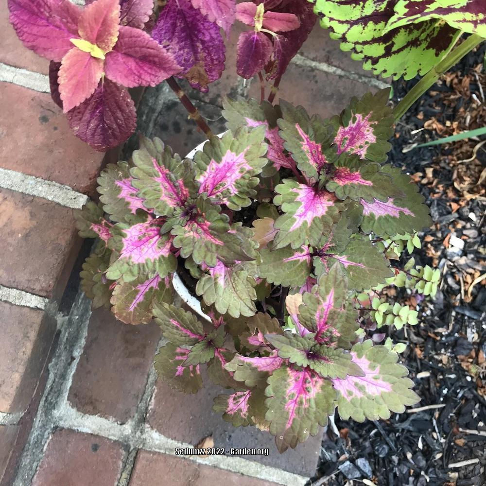Photo of the entire plant of Coleus (Coleus scutellarioides 'Flamingo ...