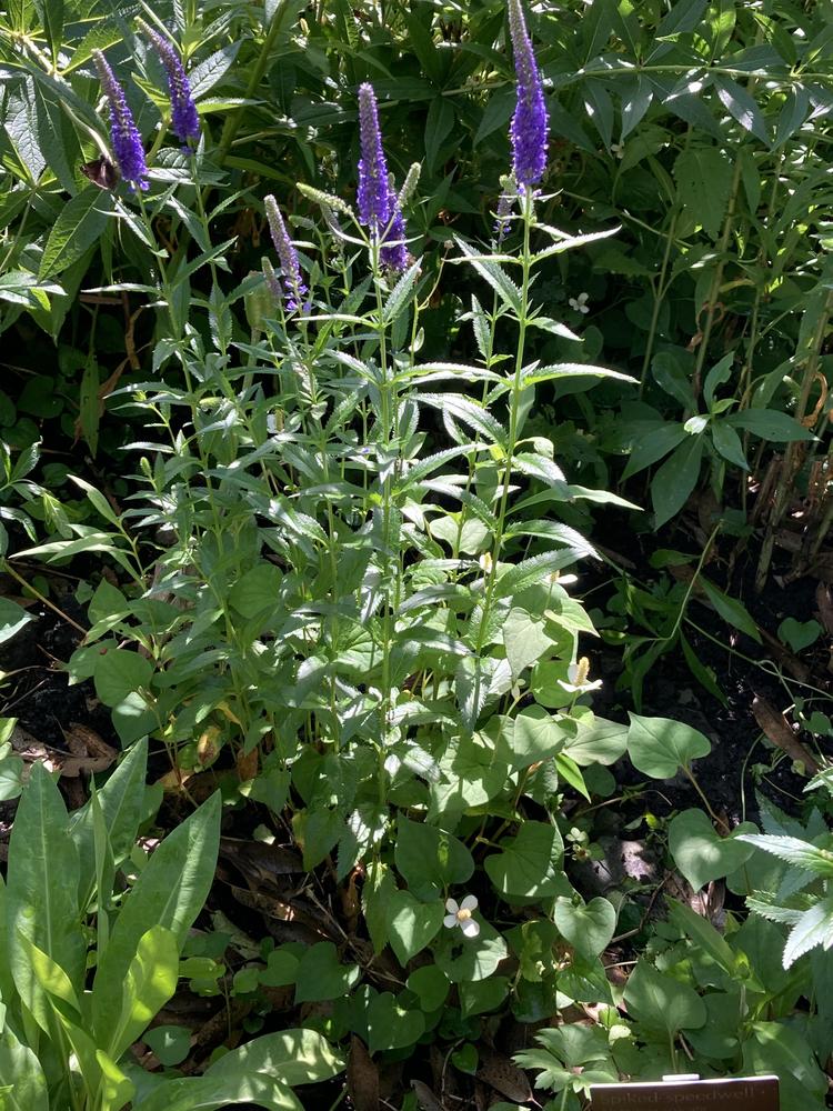 Photo of the entire plant of Spiked Speedwell (Veronica spicata 'Blue ...