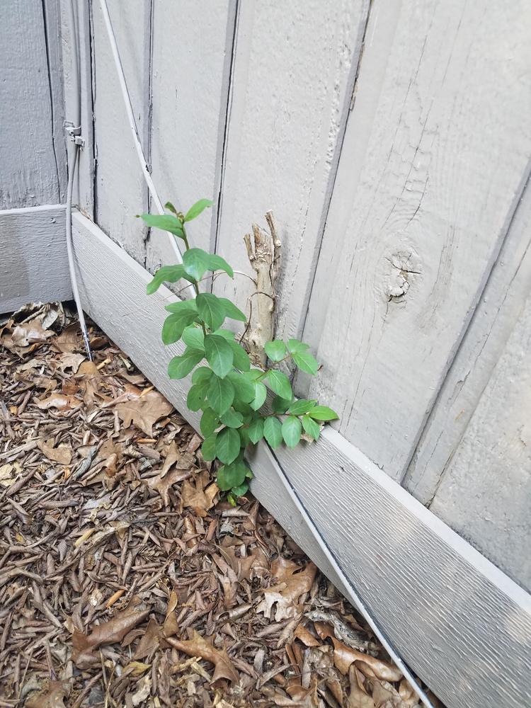 What is this Wolverine plant? It doesn't die!!! in the Plant ID forum ...