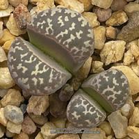 Photo of the entire plant of Living Stones (Lithops naureeniae) posted ...