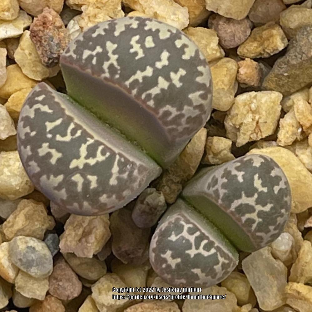 Photo of the entire plant of Living Stones (Lithops naureeniae) posted ...