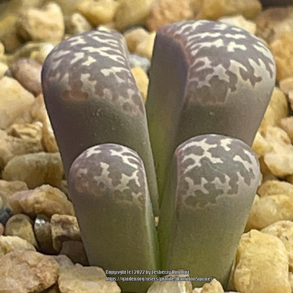 Photo of the entire plant of Living Stones (Lithops naureeniae) posted ...