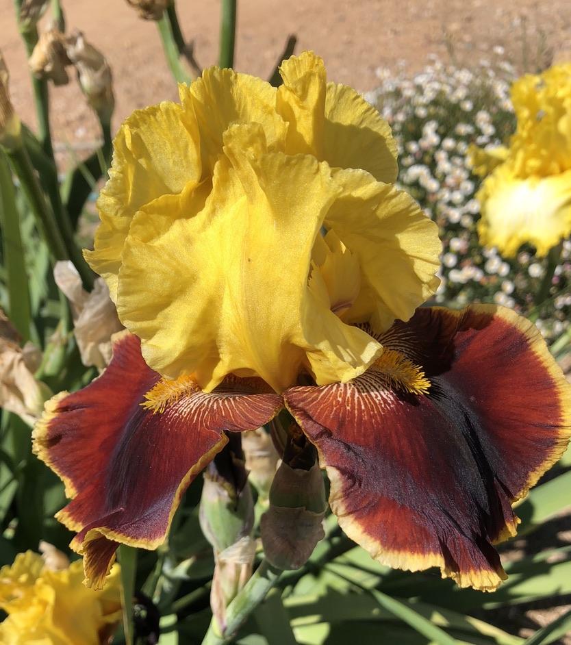 Photo of the bloom of Tall Bearded Iris (Iris 'Halo Everybody') posted ...