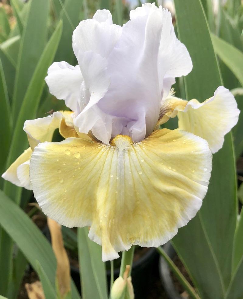 Photo of the bloom of Tall Bearded Iris (Iris 'Sofia') posted by LizzyLegs - Garden.org