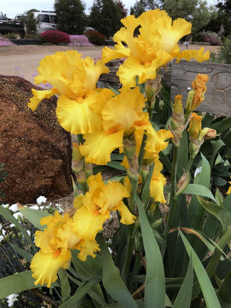 Photo of the entire plant of Tall Bearded Iris (Iris 'Picasso Moon ...