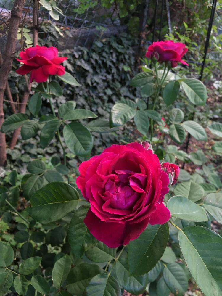 Photo of the bloom of Rose (Rosa 'American Beauty') posted by ...