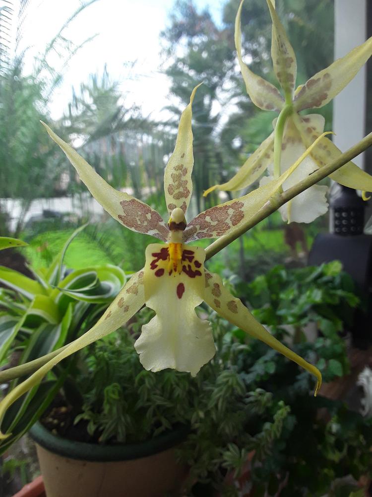 Photo of the bloom of Orchid (Brassidium Yellow Star 'Okika') posted by ...