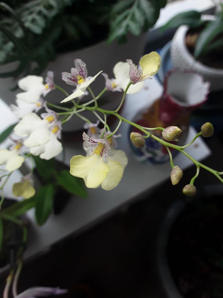 Orchid (Ionmesa Popcorn 'Highland') - Garden.org