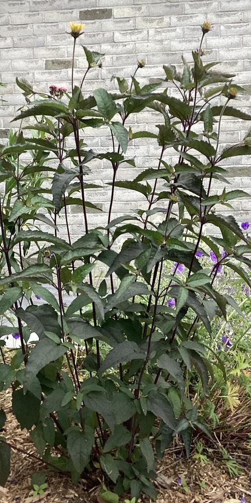 Photo of the entire plant of False Sunflower (Heliopsis helianthoides ...