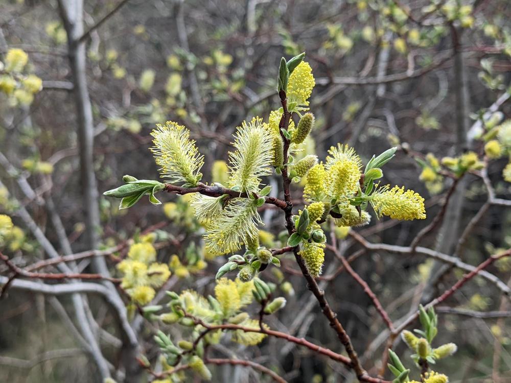 Halberd-Leaved Willow (Salix hastata) - Garden.org