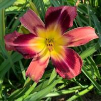 Photo of the bloom of Daylily (Hemerocallis 'Speedo') posted by Betja ...