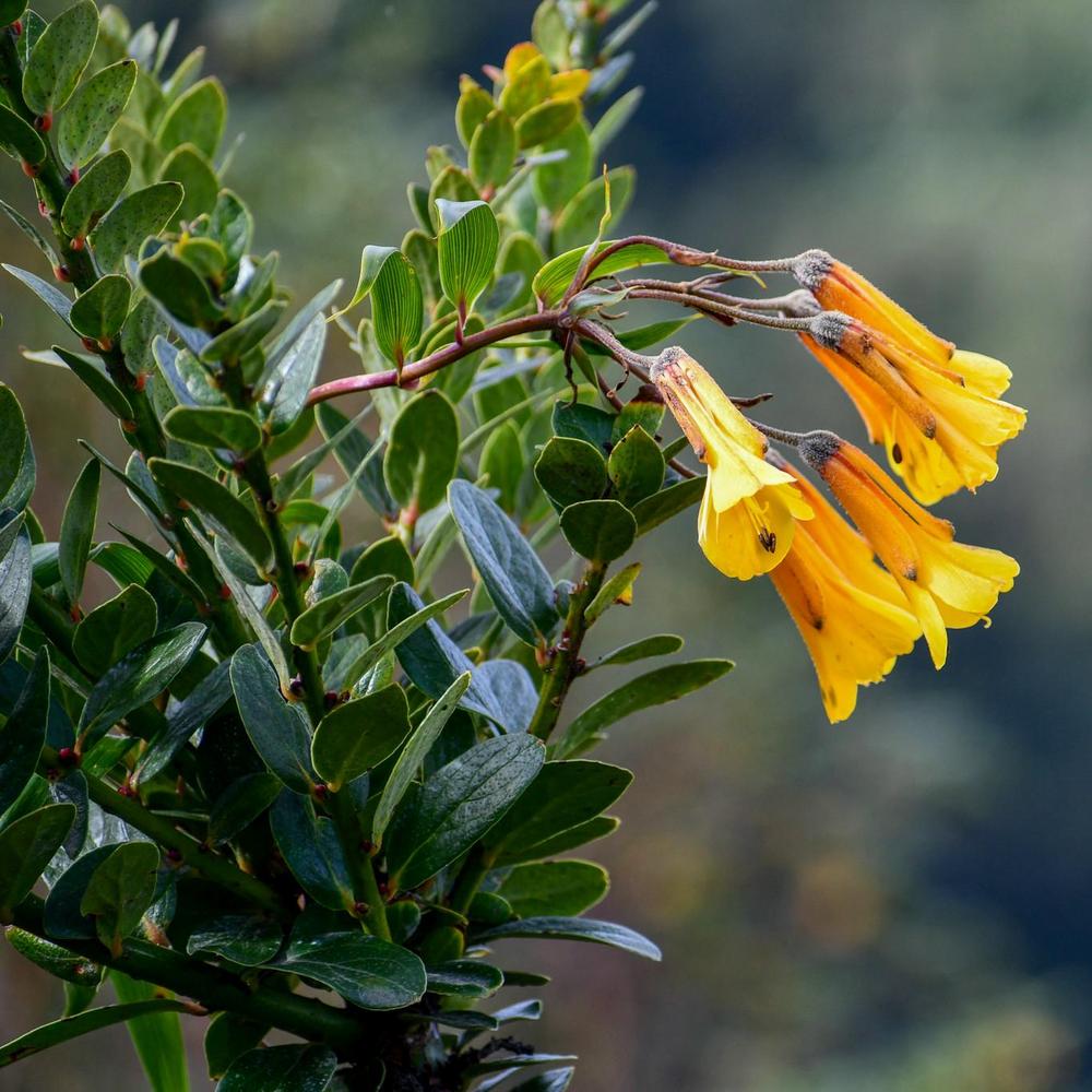 Bomarea lutea - Garden.org