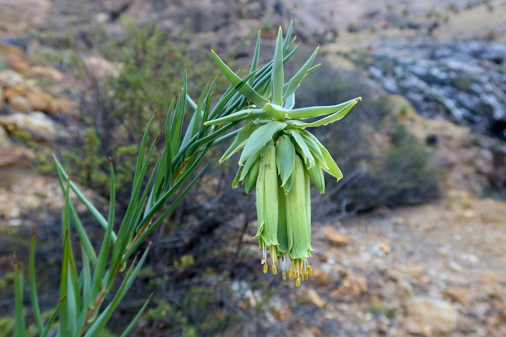 Photo of the bloom of Bomarea involucrosa posted by scvirginia - Garden.org