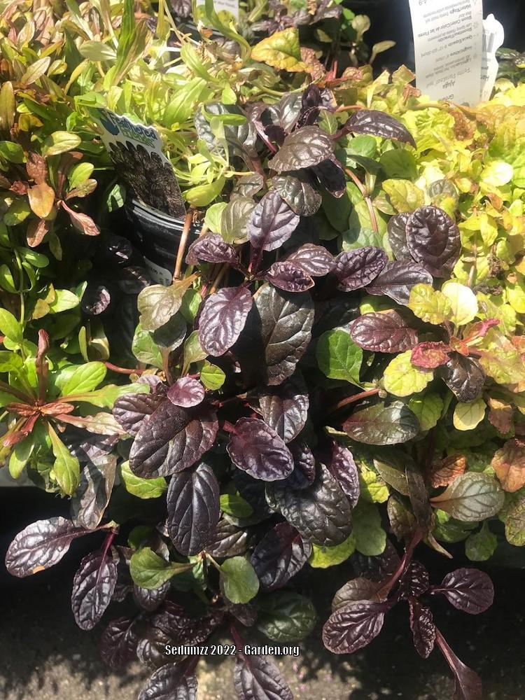 Photo of the entire plant of Bugleweed (Ajuga reptans Feathered Friends ...
