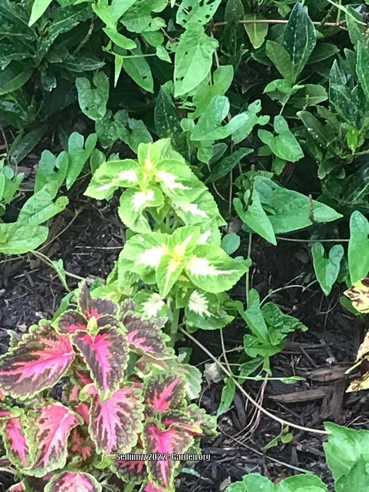 Photo of the entire plant of Coleus (Coleus scutellarioides Wizard ...