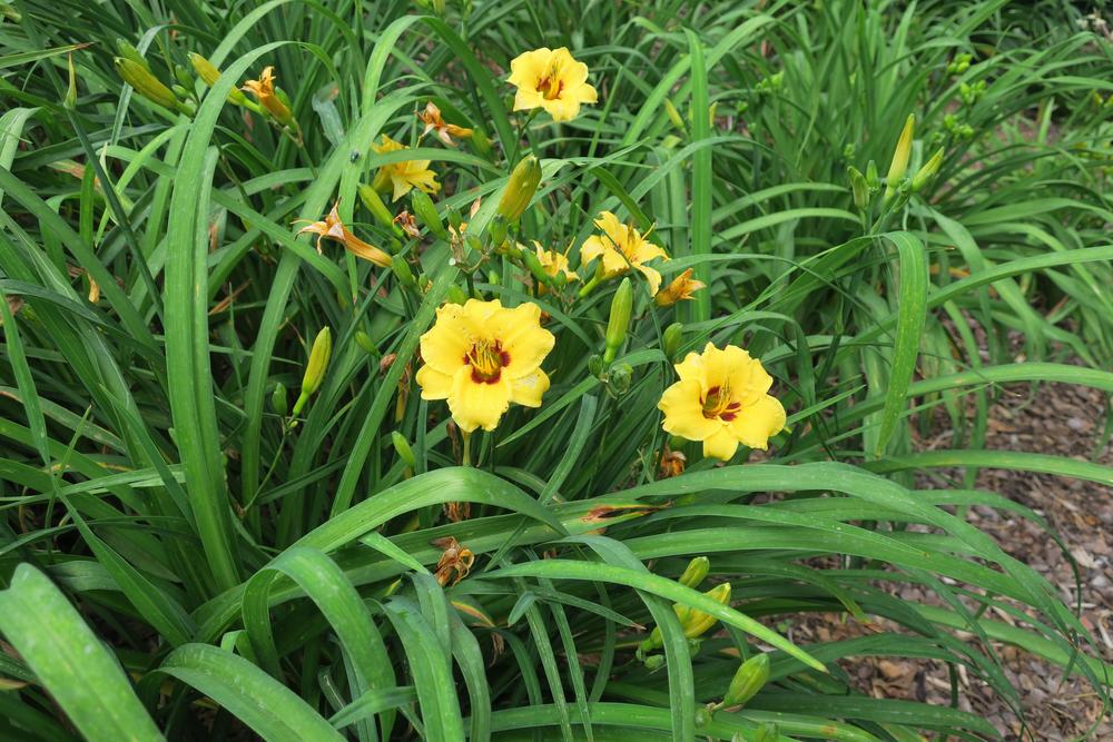 Photo of the entire plant of Daylily (Hemerocallis 'Siloam June Bug ...